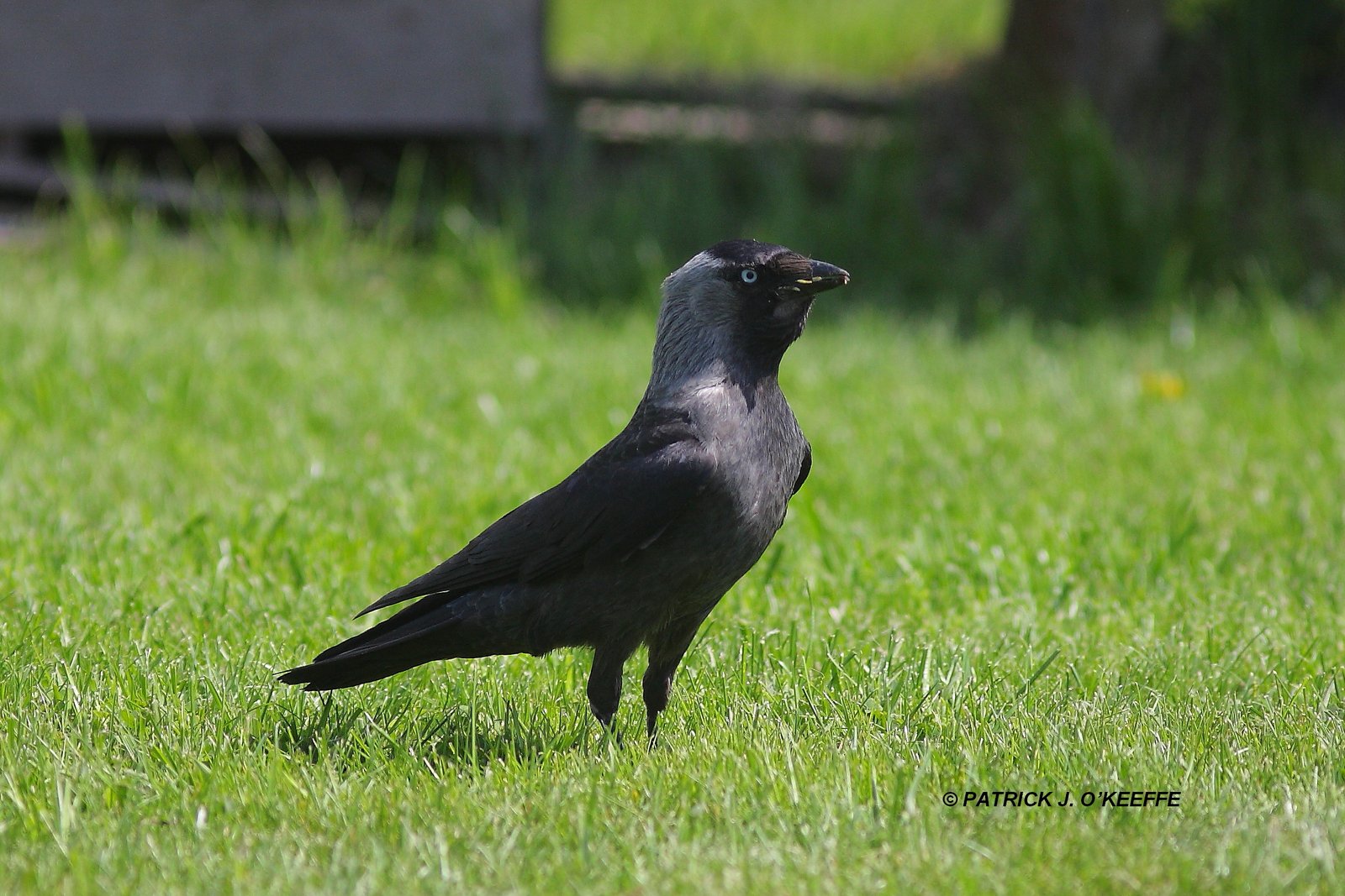 Raw Birds: EASTERN JACKDAW Corvus monedula monedula