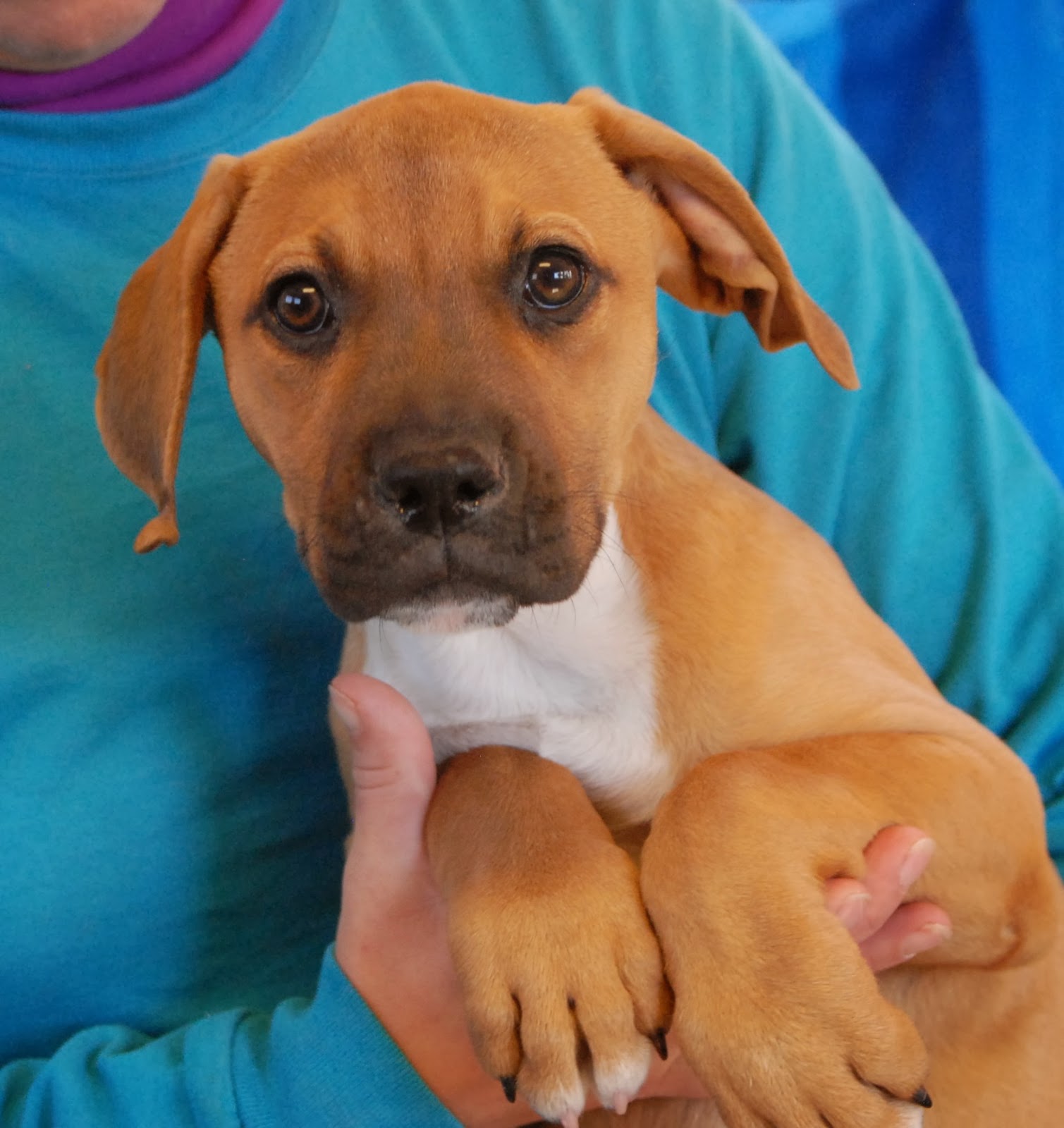 Alicia's Puppies debut for adoption today!