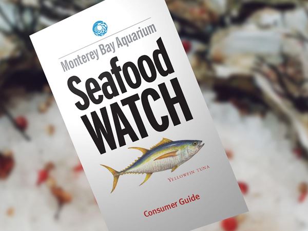 Seafood Watch: Setting Standards to Promote Sustainable Fishery ...