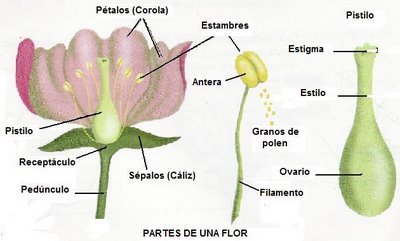 FUNCIONES DE REPRODUCCION: REPRODUCCION EN LAS PLANTAS