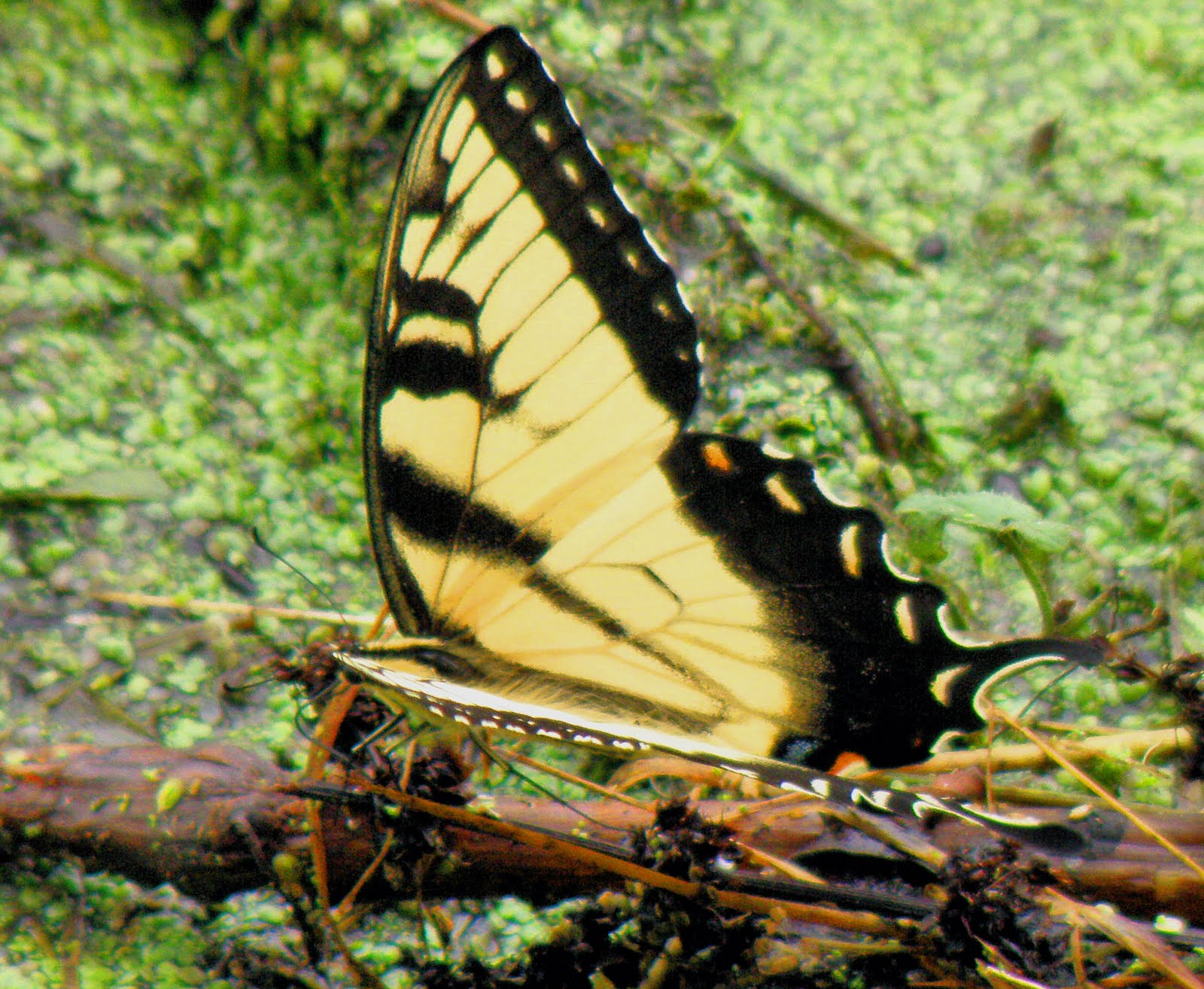 Hoosier Safari: Yellow Swallowtail
