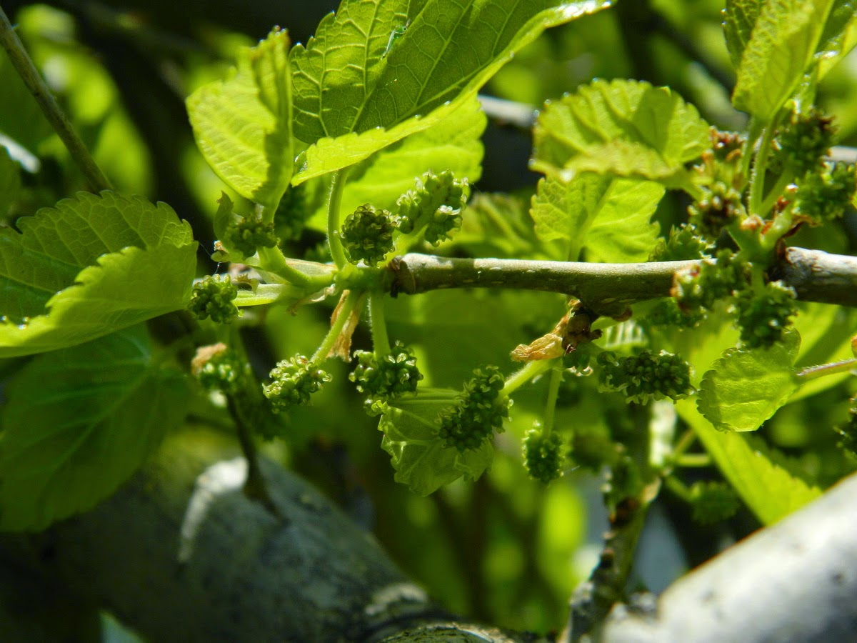 LA MULTI ANI, ROMANIA!: Dude verzi cu frunze verzi