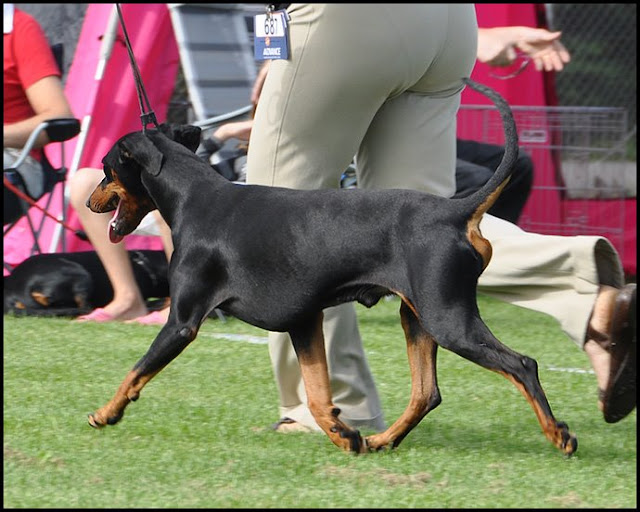 Genetics and thoughts .....: Wrong positioned shoulder and bad front???