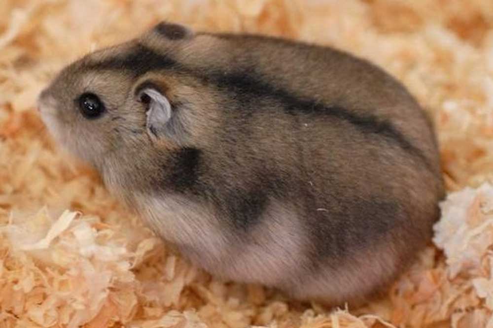 Inilah 5 Jenis Hamster yang biasa kamu temui di Petshop. Jenis yang ...