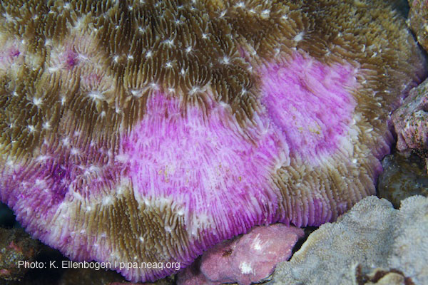 Phoenix Islands Blog