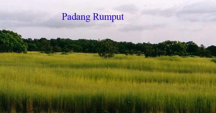 Pengertian Padang Rumput dan Hewan Tumbuhan yang hidup - isplbwiki.net