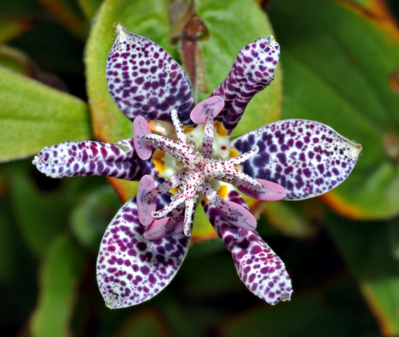 The 10 most bizarre flowers in the world