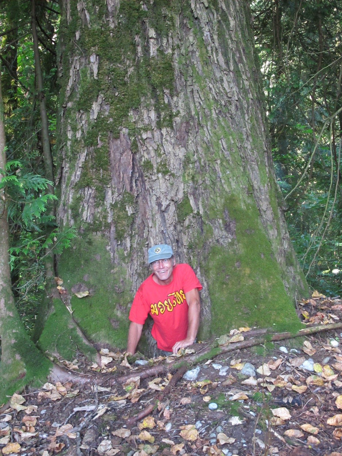 McLellan Park Blog: RARE VIEW INSIDE TREE