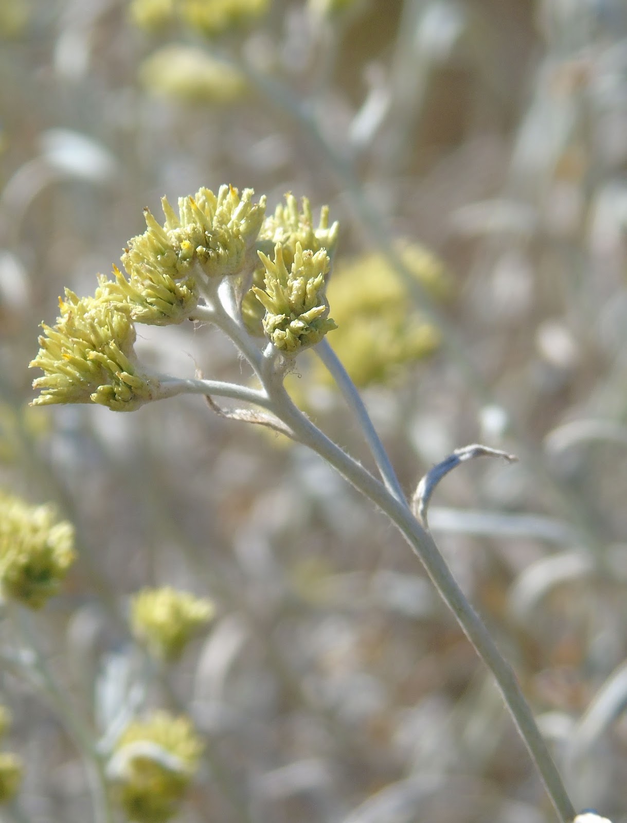 Marcela [Achyrocline satureioides (Lam.) DC.] | A planta da vez