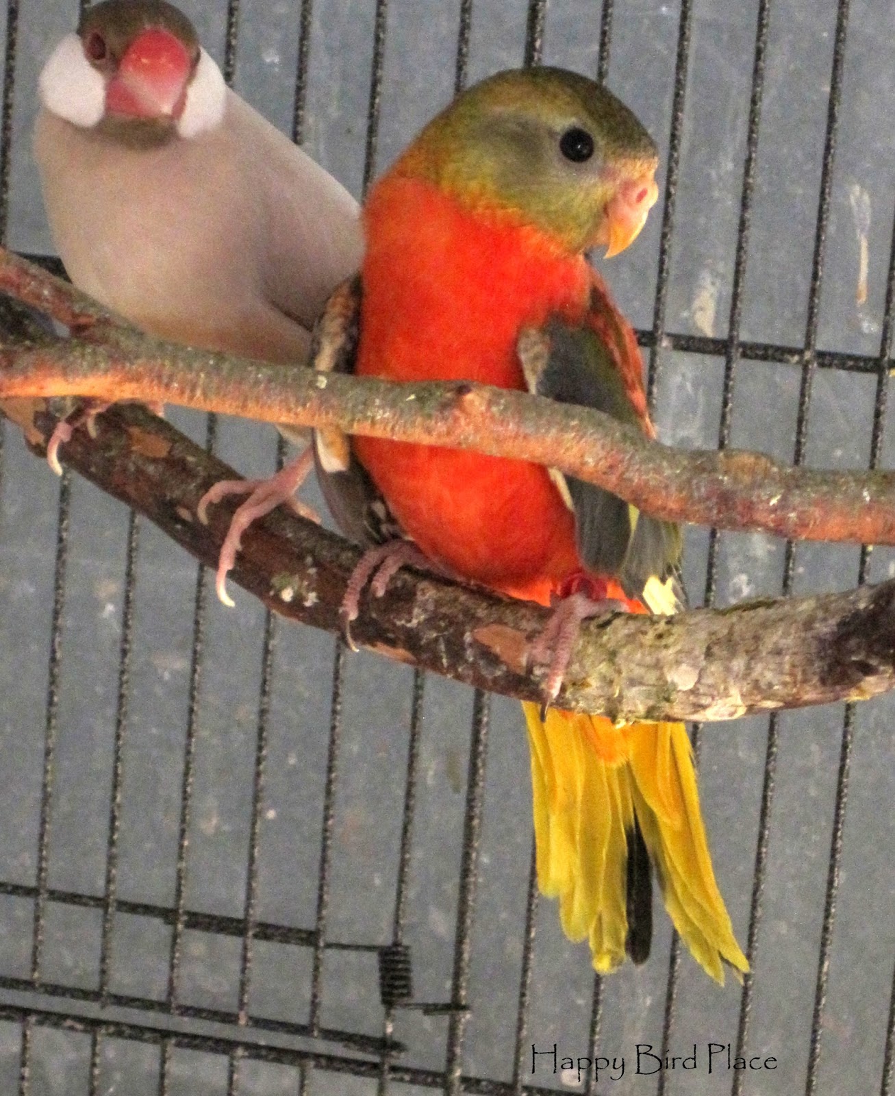 Happy Bird Place Finch and Grasskeet Blog: Shaft tails and turquoisine ...