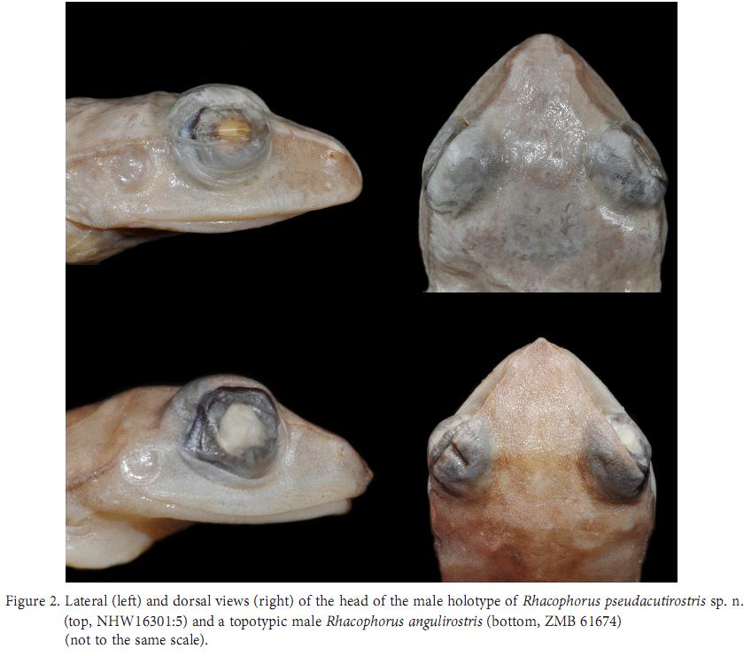 Species New to Science: [Herpetology • 2011] Rhacophorus ...