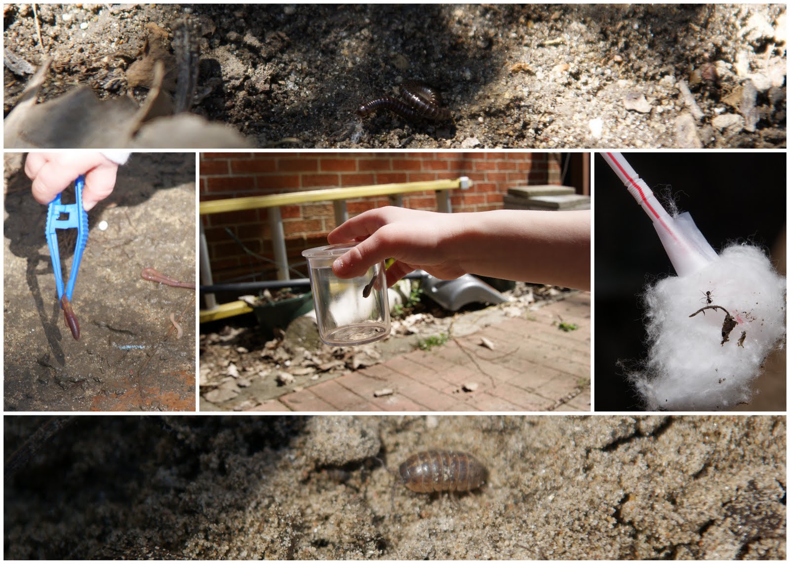Raising Leafs: Theory Thursday: Bug Pooter & Magnifying Viewer