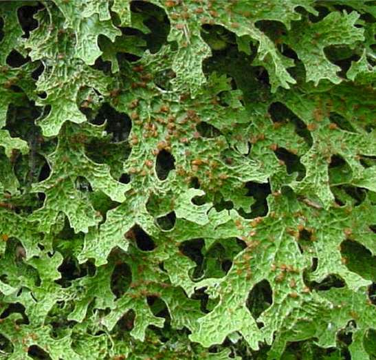 Magical Medicinal Lichens - Fragglebean