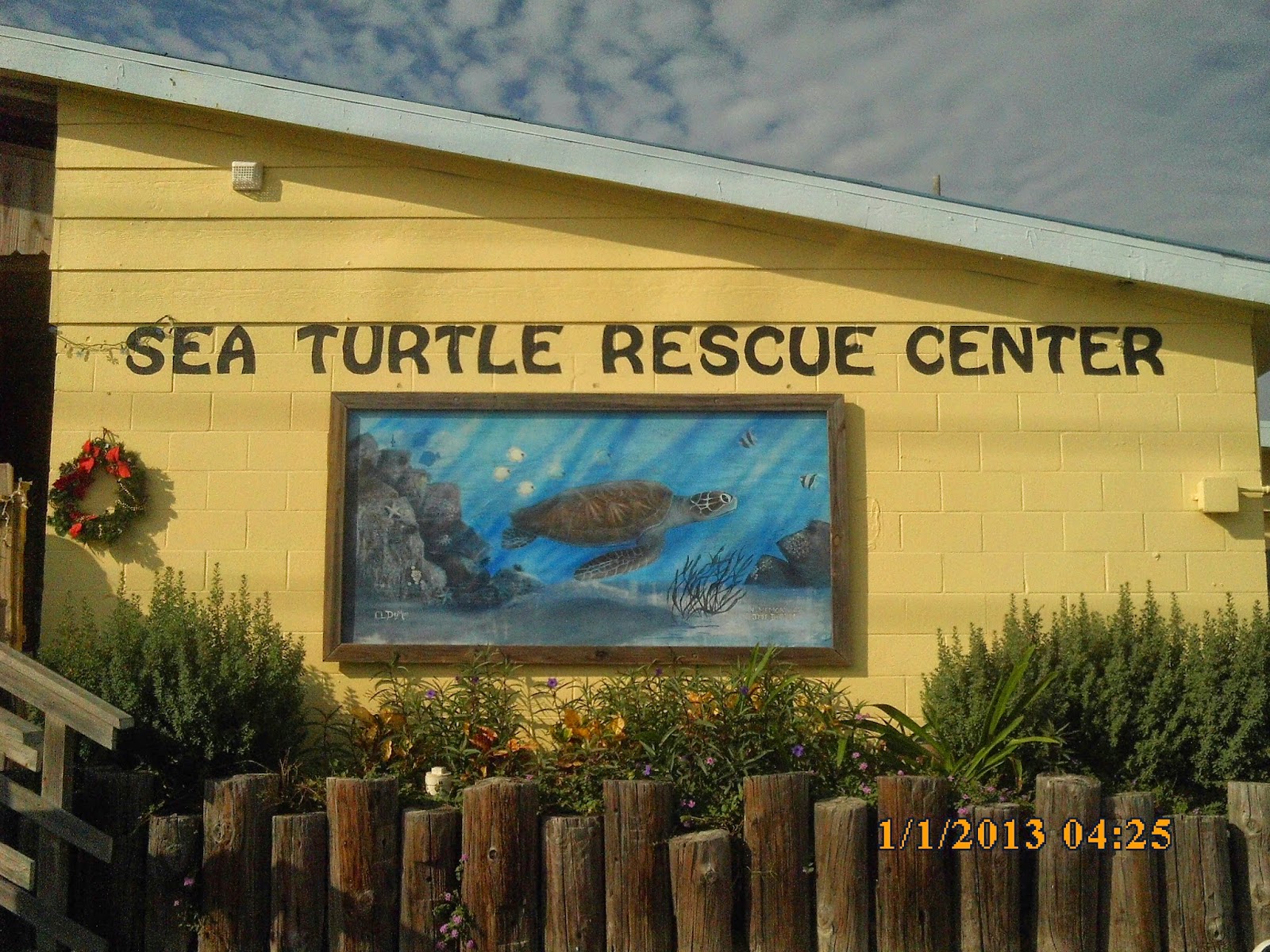 DnBuster's Place: Sea Turtle Rescue Center ~ South Padre Island, Texas