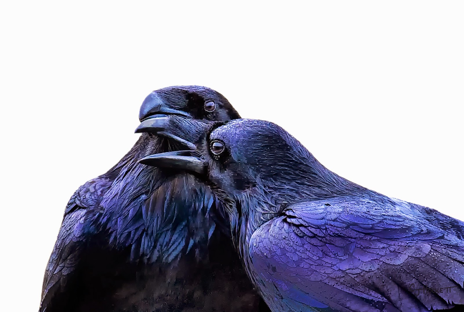 10 Fascinating Facts About Ravens - STATIONGOSSIP