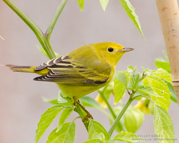 Prairie Nature: Yellow Warblers in my Regina backyard - my August surprise