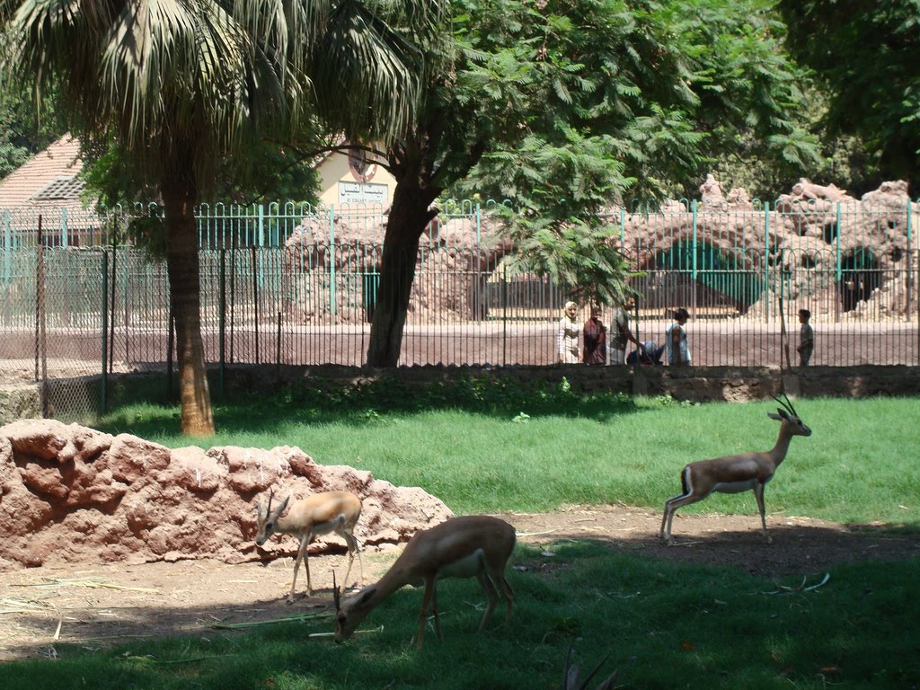 The Circus "NO SPIN ZONE": Giza Zoo--Cairo, Egypt