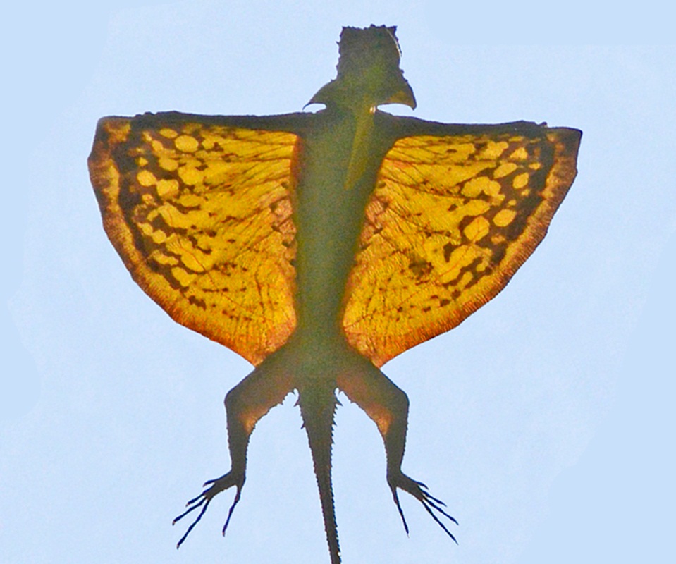 Species New to Science: [Herpetology • 2017] How Draco Lizards Fly: A ...