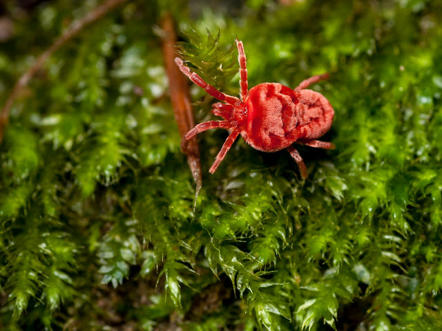 JAROMÍRGRICH: Trombidium holosericeum I (Roztočník červený)