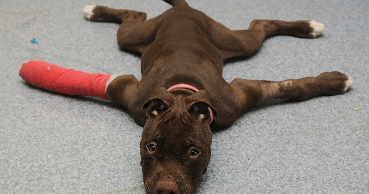 Small Animal Talk: What does tetanus look like in companion animals?