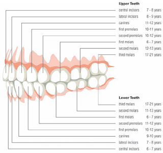 John Pasqual: Life Of a Tooth: Stages Of Teeth Development