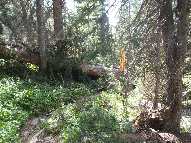 Tales of the Running Hophead: Buchanan/Pawnee Pass 28 Mile Loop Hike ...