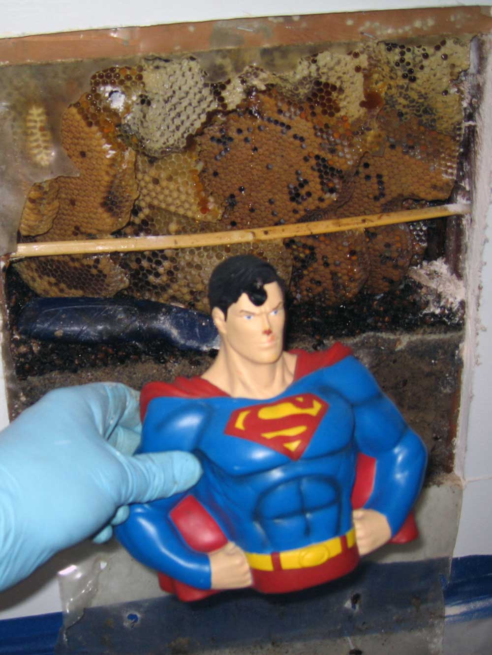 ALL Florida Recent Bee Removals: April 2011