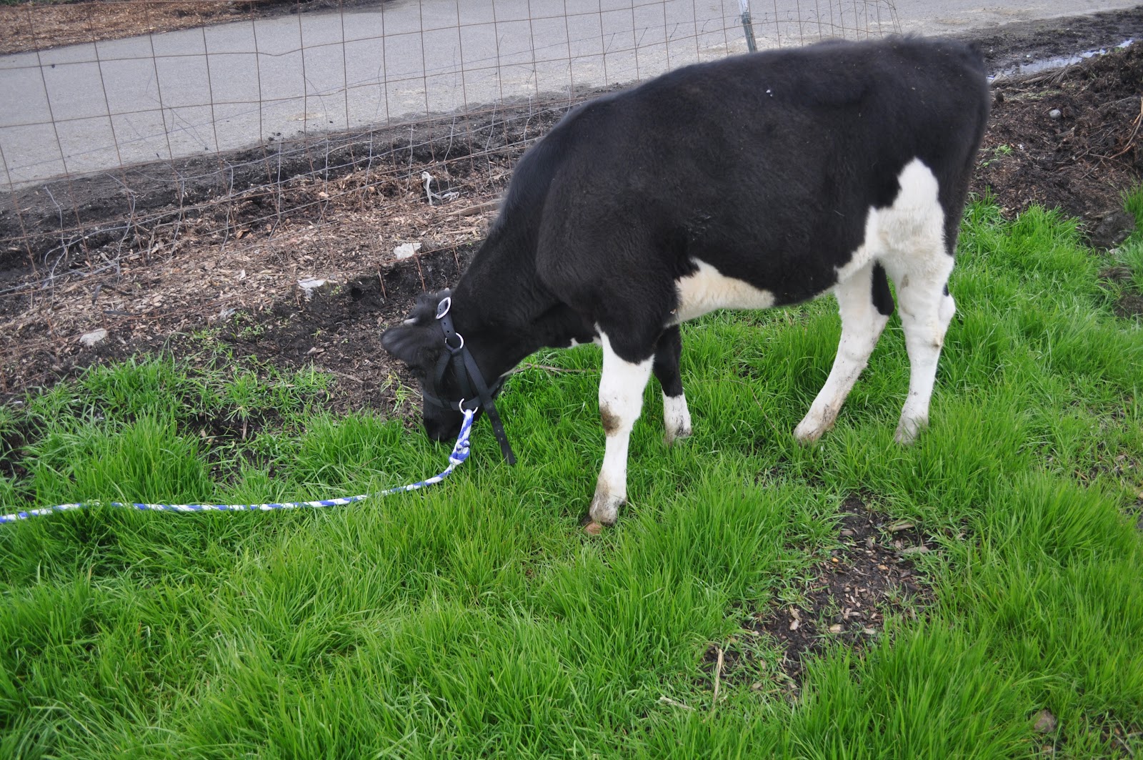 meat: Progress on the milk cow (family milk cow project)
