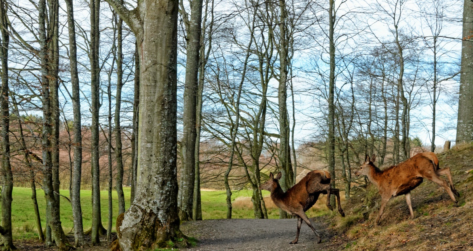 Jørgen Jensen Photography : Deer in the woods - Rådyr i skoven