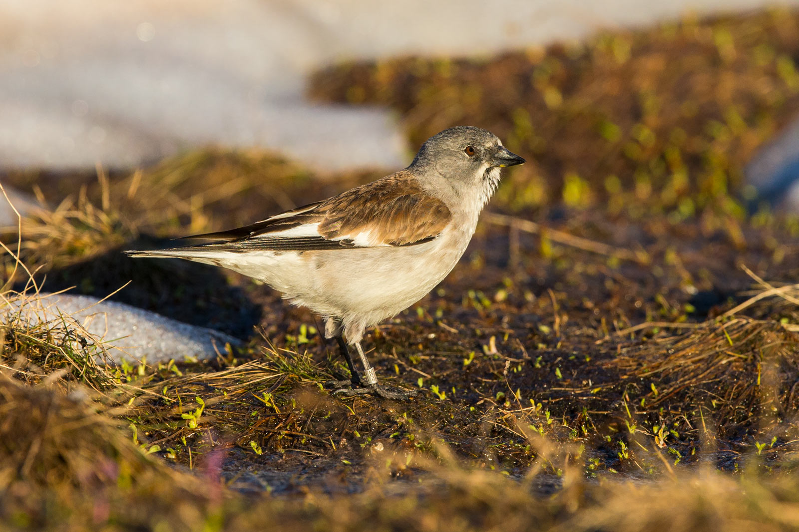 Wildlife Diaries: White-winged Snowfinches of the Furka Pass