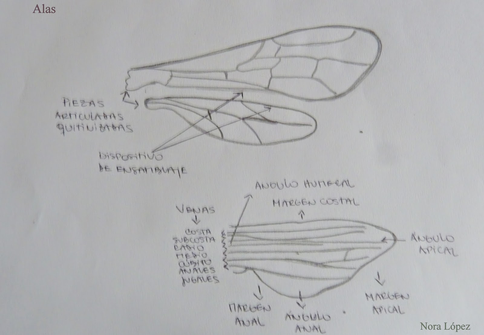 Materia: Anatomía y Fisiología: Trabajo Práctico: Morfología Externa e ...
