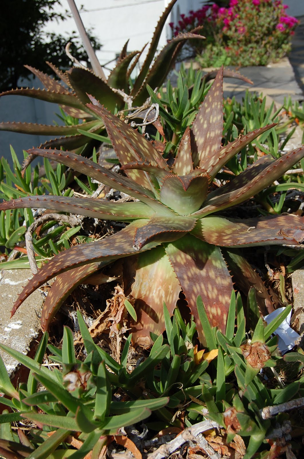 LANKA: Aloe sapanoria - Aloe maculata - Aloès maculé