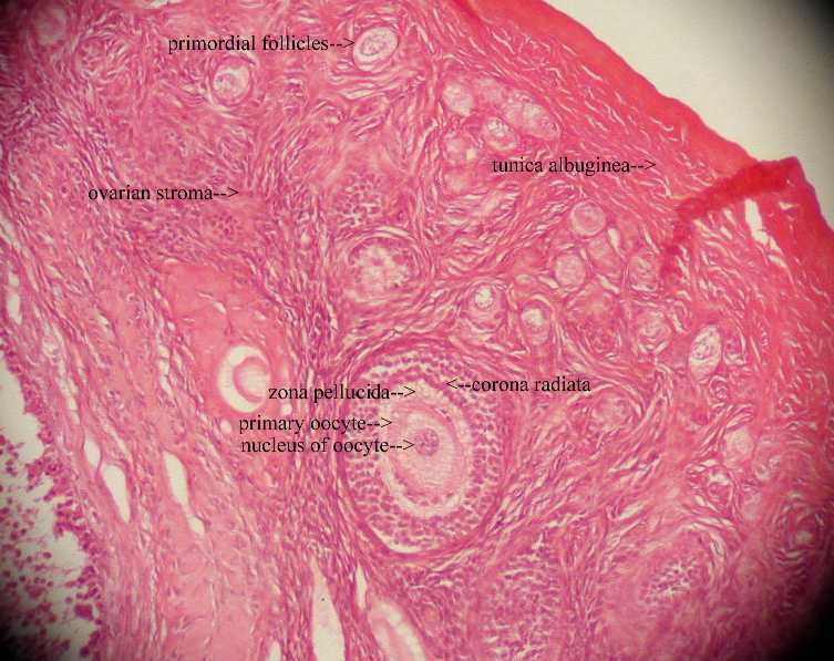 Embriologi Selalu DIhati: 2013-04-07