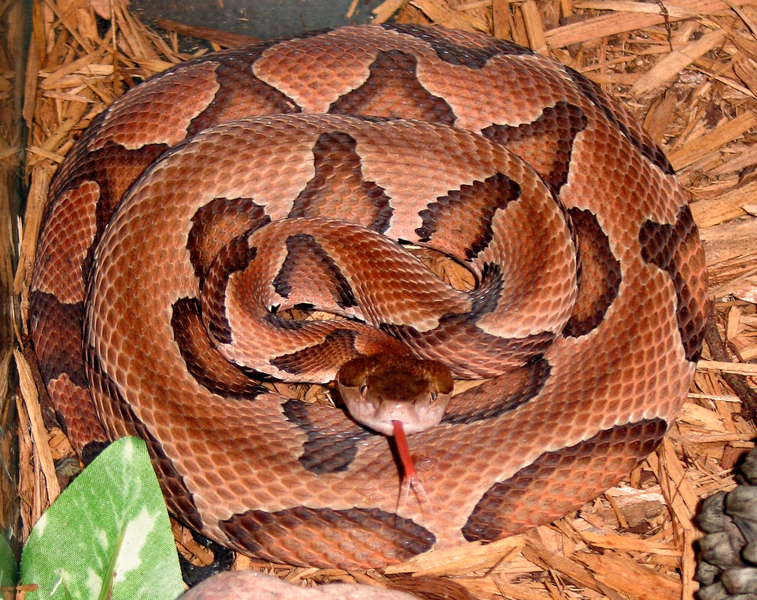 Springfield Plateau: Fatal Copperhead Bite