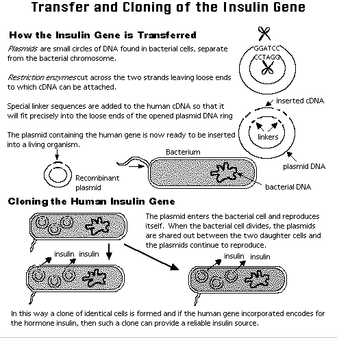 Biology - The Study Of Life: Recombinant DNA Technology