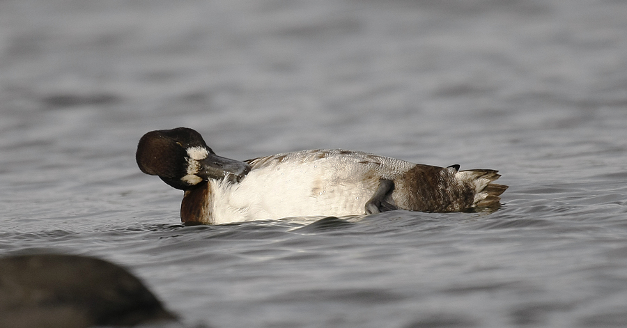 Seeswood Pool & Beyond: Aythya Hybrid