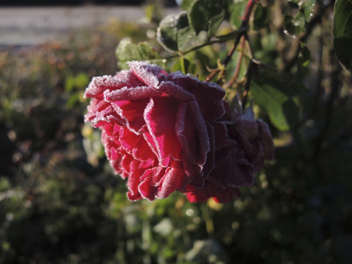 Tulp ja tulp: TULBID SAID MAHA