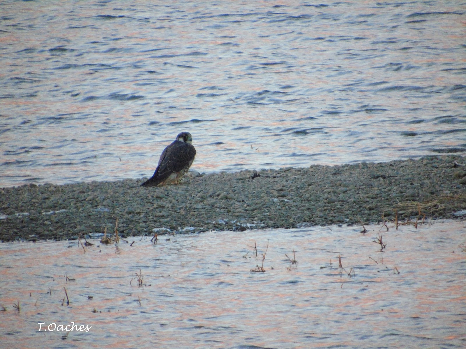 PASARI DIN ROMANIA: SOIM CALATOR, Falco peregrinus