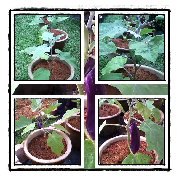 TanamSendiri.com -- Grow Your Own: Gambar Oleh Rakan Tanamsendiri ... TanamSendiri.com -- Grow Your Own: Gambar Oleh Rakan Tanamsendiri ...