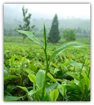 Macam-Macam Teh dan Kandungan Teh - Education Articles