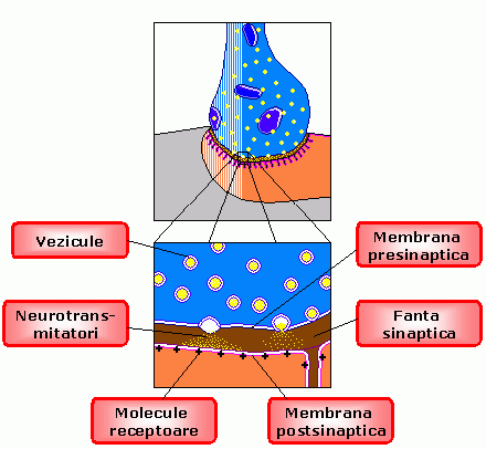 biologie clasa a XI-a: Sistemul nervos - sinapsele