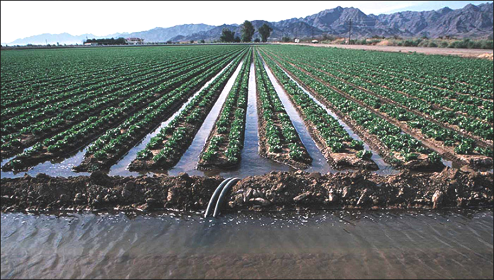 Advantages and Disadvantages of Furrow Irrigation | world agriculture