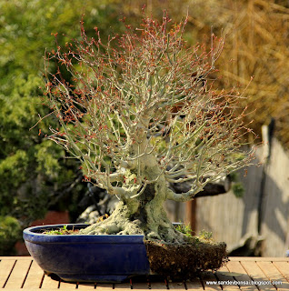 SandevBonsai: March 2012