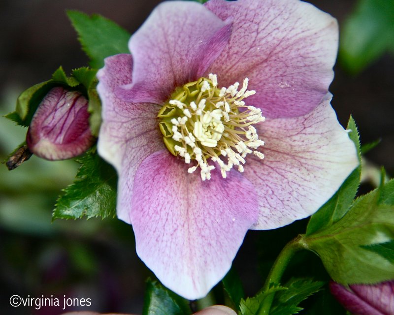 Birmingham Through My Lens: Lenton Rose