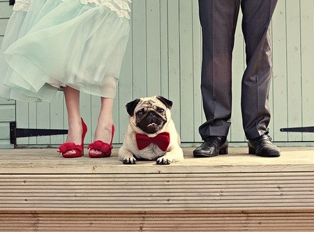 Lily Griffiths Blog: Mon chien au mariage ! My dog in wedding.