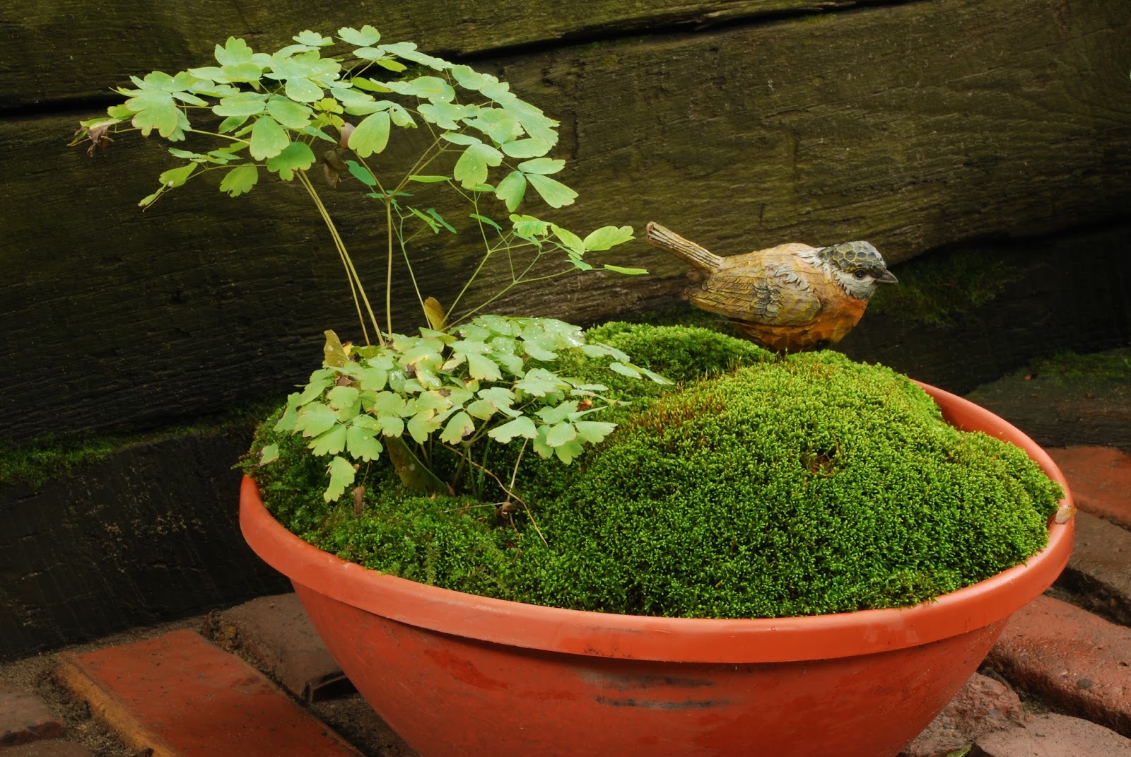 Rotary Botanical Gardens - Hort Blog: Mosses In Containers