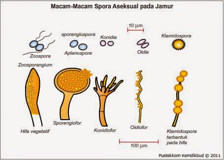 Spora Vegetati dan Generatif Jamur