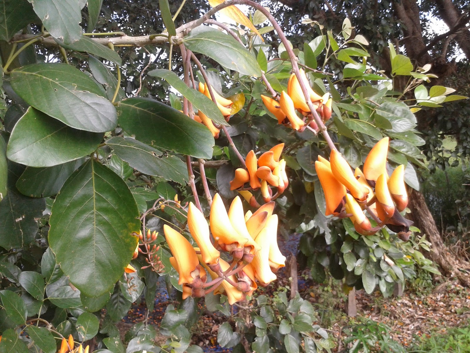 EL MONTUBIO: PALO PRIETO = Erythrina fusca