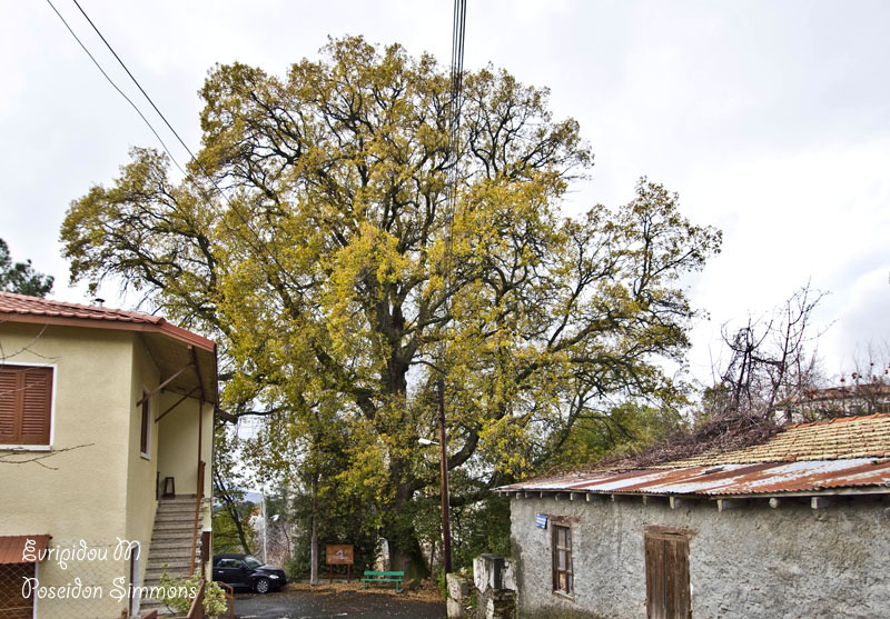 Cyprus photography: 200 year old Oak tree at Platres part 1