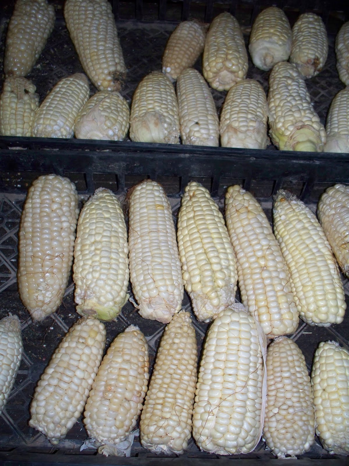 Bishop's Homegrown Produce/Face Of The Earth Seed: Evaluating Waxy ...